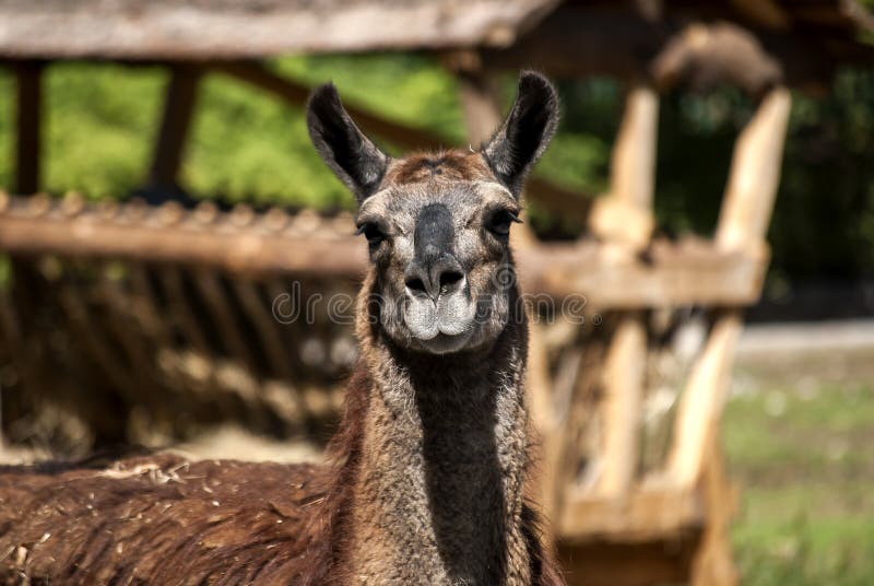 Lama head full face stock photo. Image of natural, nature - 26809102