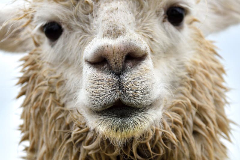Lama Head. Wet White Lama Look Stock Photo - Image of head, farm: 191402344