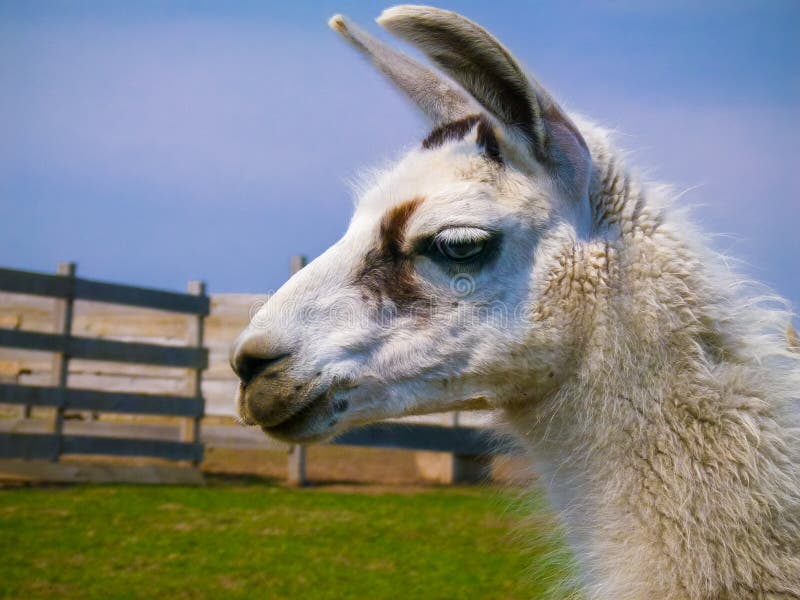 Lama stock photo. Image of beauty, nature, eyes, wildlife - 62626630