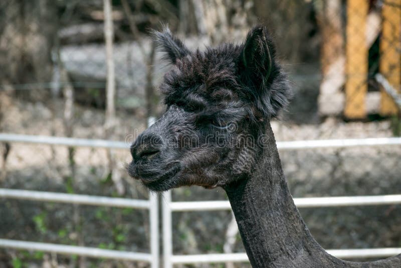 Lama Head Zoo Outside Looking Cute Black Stock Image - Image of symbol ...