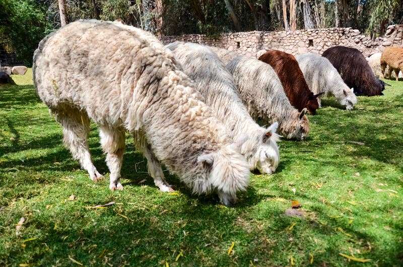 Lama herd stock image. Image of mammal, llama, grass - 94986433