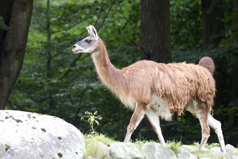 Lama on a hill stock image. Image of hill, mammal, wild - 360640753
