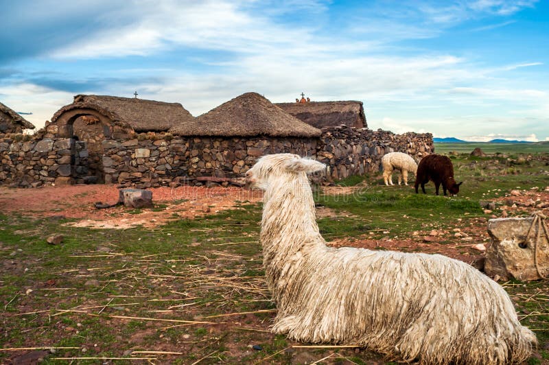 Lama at Home stock image. Image of south, america, nature - 30934729