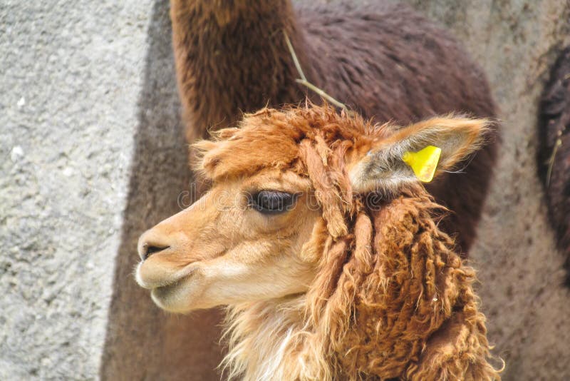 Lama in inca ruins stock photo. Image of farm, animal - 93583606