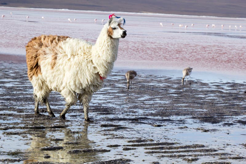 Two lamas on the Altiplano stock photo. Image of bolivia - 13876192