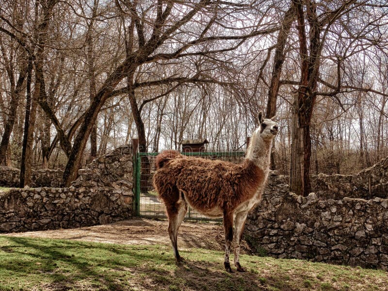 Lama stock image. Image of lama, trees, nature, brown - 124330505