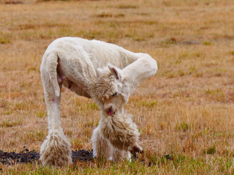 Lama leaking himself stock photo. Image of leaking, bush - 109883320