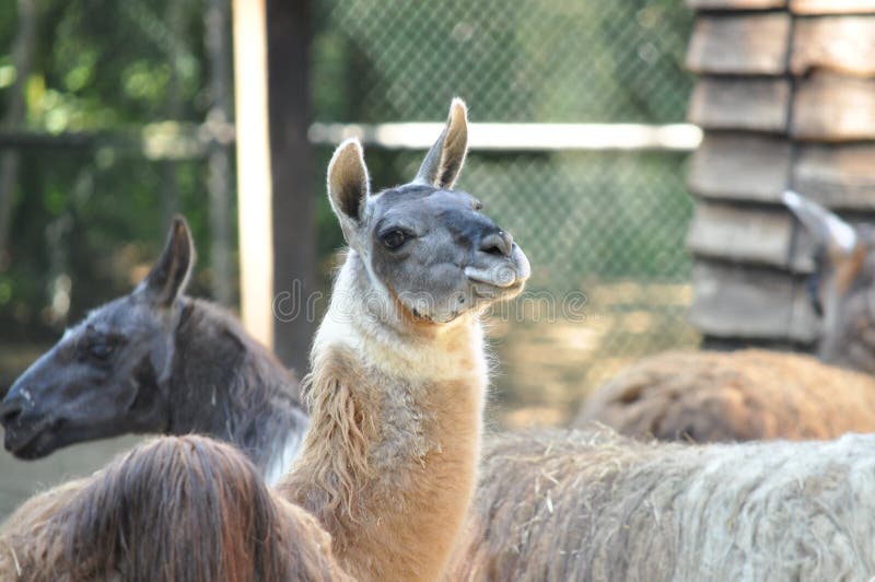 Lama looking stock image. Image of ears, lama, funny - 27962507