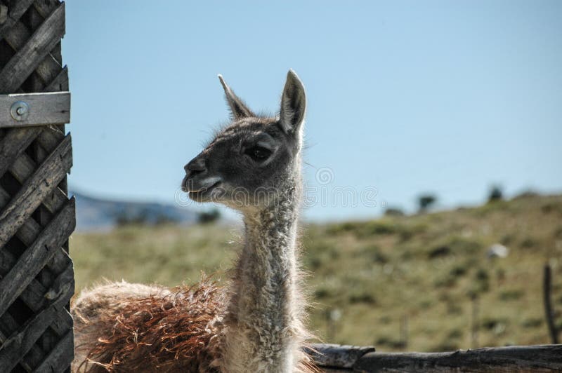 Lama looking away the lens stock photo. Image of livestock - 181692824