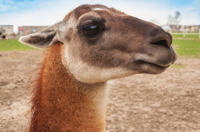 Lama looking at camera stock image. Image of bolivia - 62363905