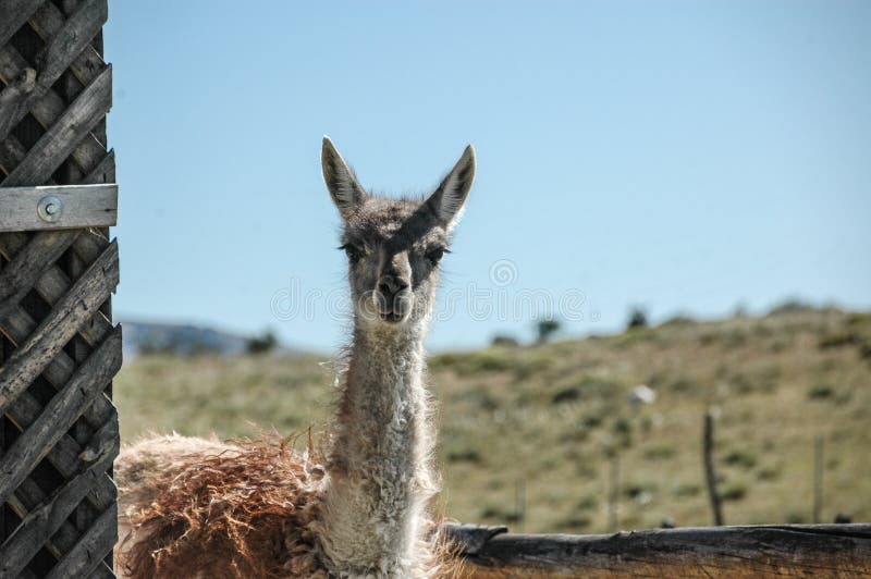 Lama looking at the lens stock photo. Image of nature - 181692756