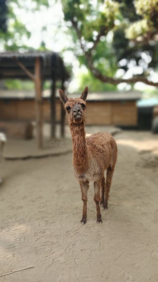 Lama looking at you stock photo. Image of park, looking - 337085120