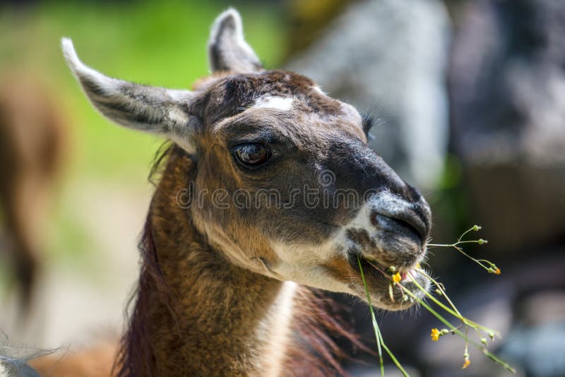 Lama Looks into the Camera and Eats Grass. Close-up Portrait of a Llama ...