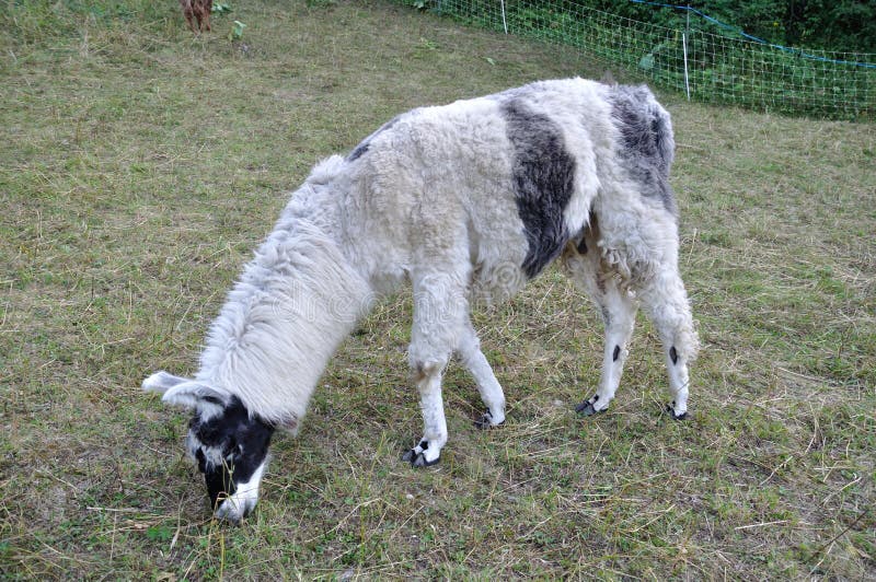 Lama in a Meadow in the Alps Stock Image - Image of country, mountain ...