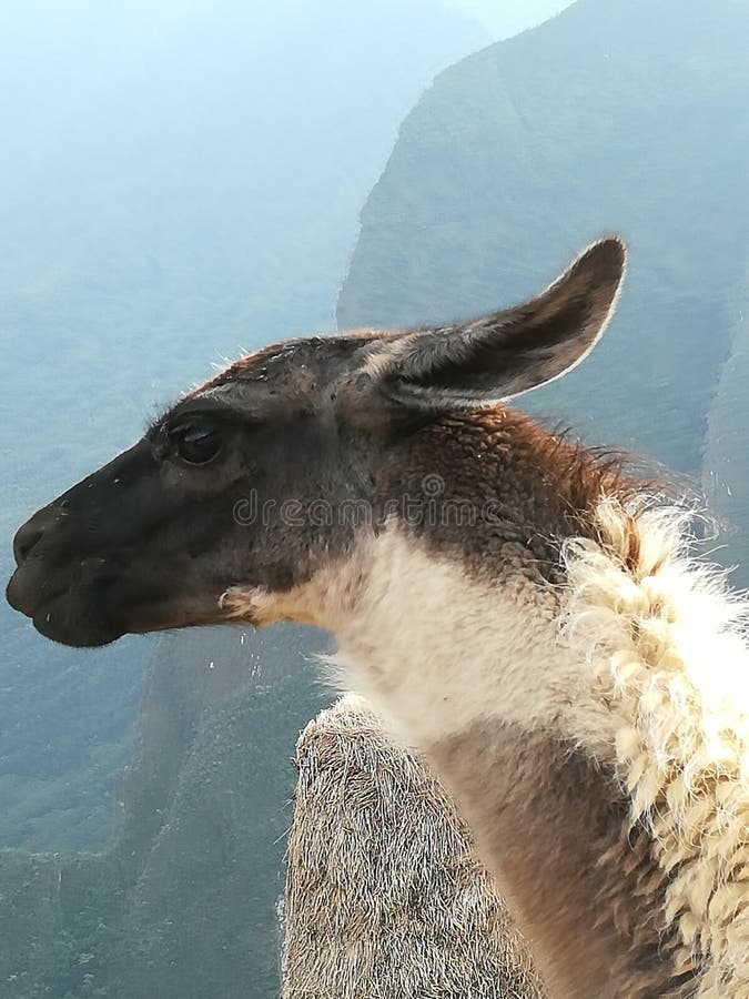 Lama in the Mountains of Peru Stock Image - Image of face, lama: 171197121
