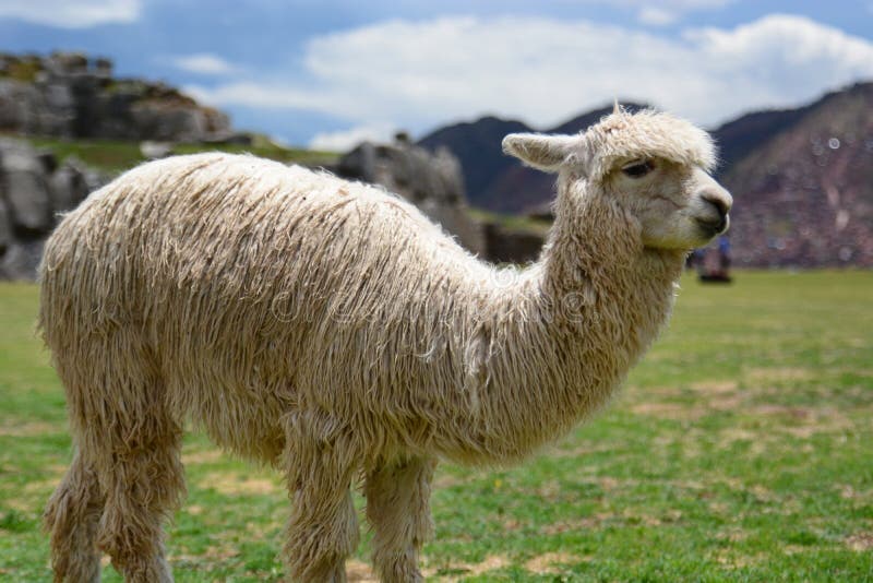 Lama No Local Do Inca De Saqsaywaman Cusco Peru Foto de Stock - Imagem ...