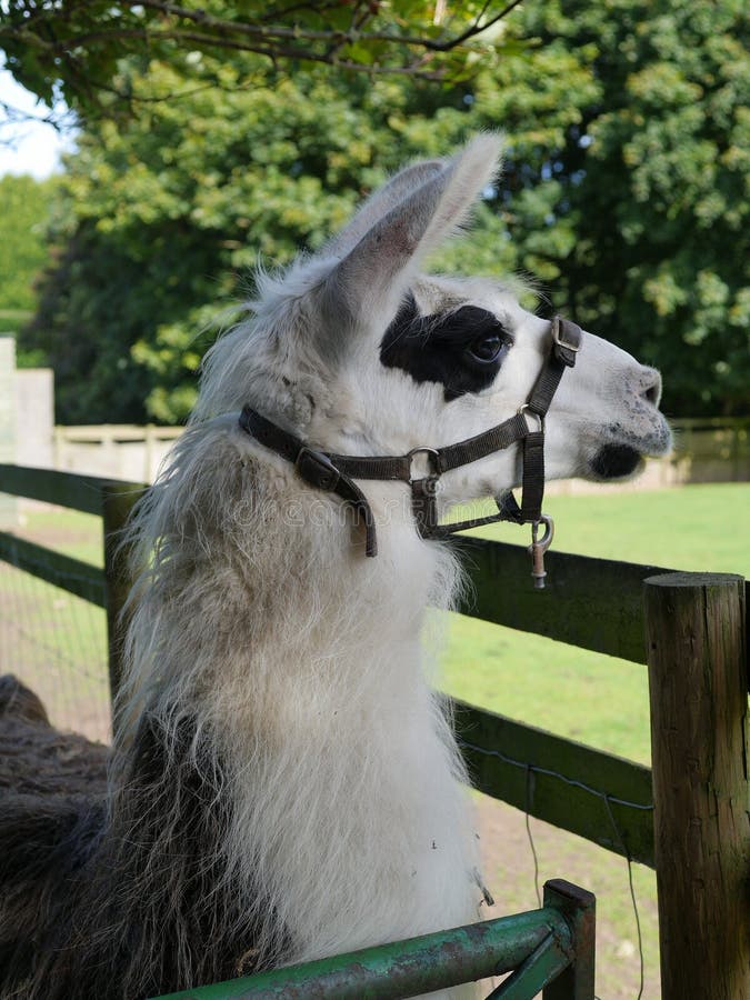 Lama noir et blanc photo stock. Image du blanc, été, noir - 76512628