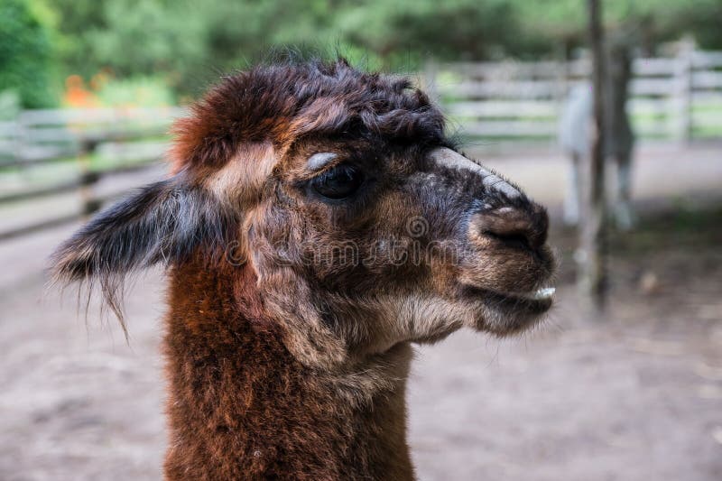 Lama pacos stock photo. Image of camelid, species, mammal - 388348482