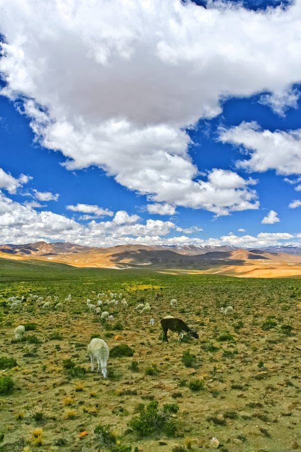 Lama in perÃ¹ stock photo. Image of travel, plateau, nature - 88412858
