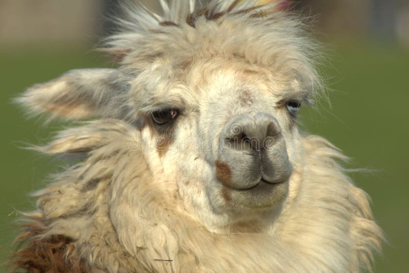 Lama perfect supermodel stock image. Image of supermodel - 53805219