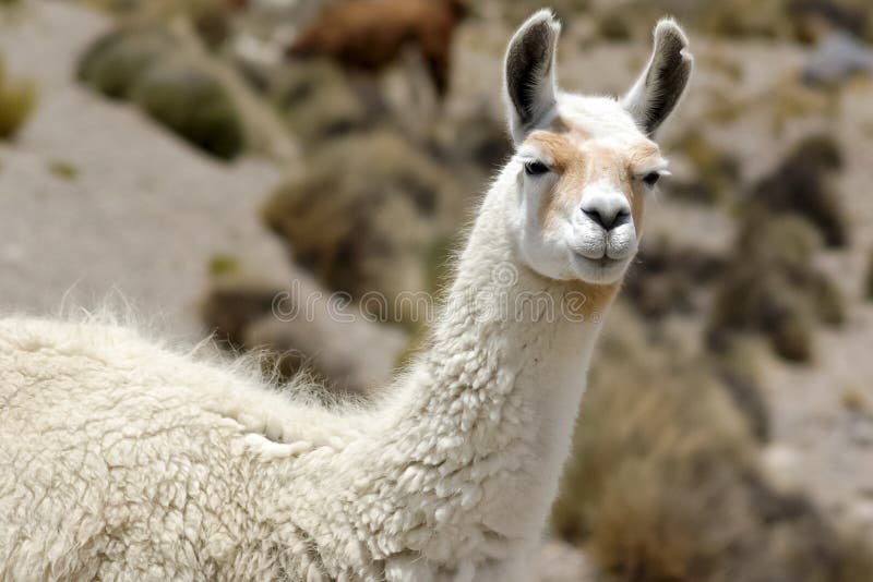Lama, Peru stock photo. Image of outdoors, looking, warm - 43117694
