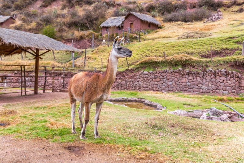 Lama peruano. imagem de stock. Imagem de rural, peruana - 34604757