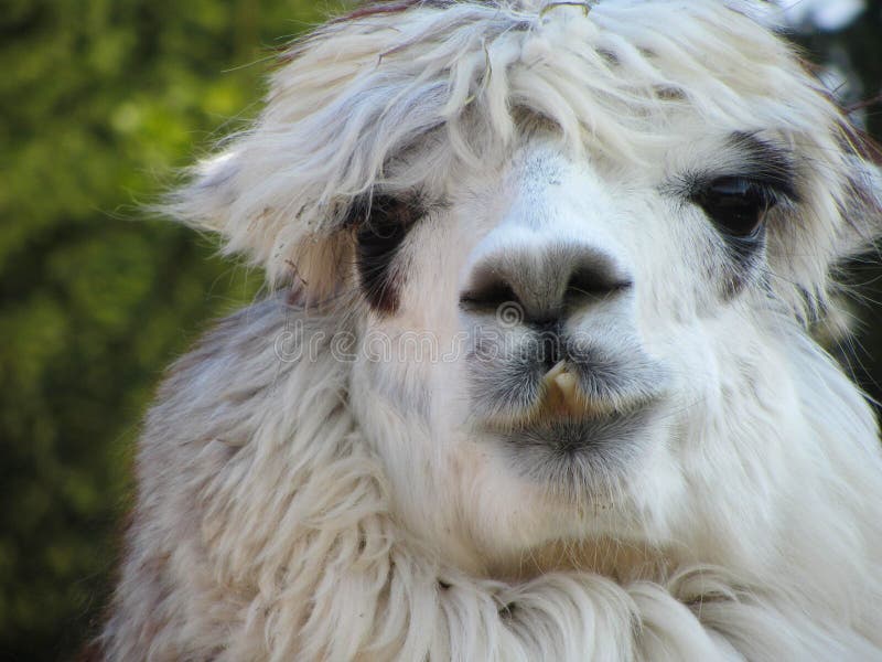 Lama stock image. Image of white, closeup, funny, mammal - 53506219