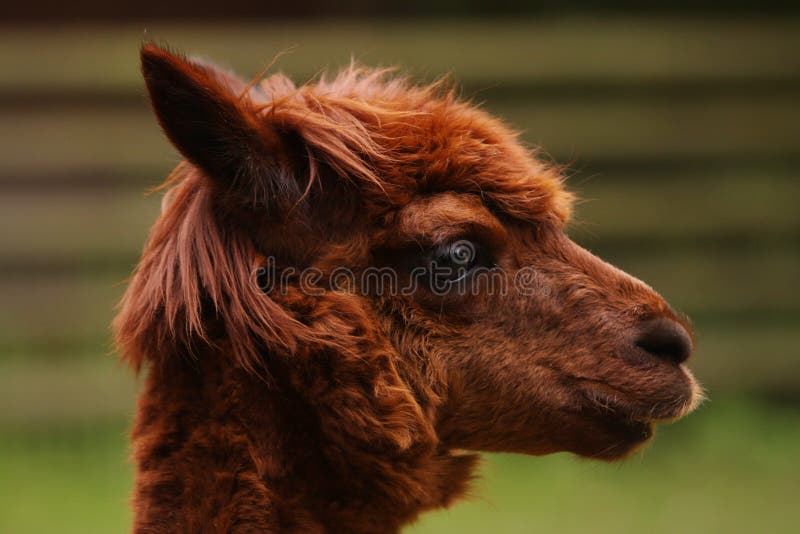 Lama Portrait stock image. Image of close, fence, portrait - 11542819