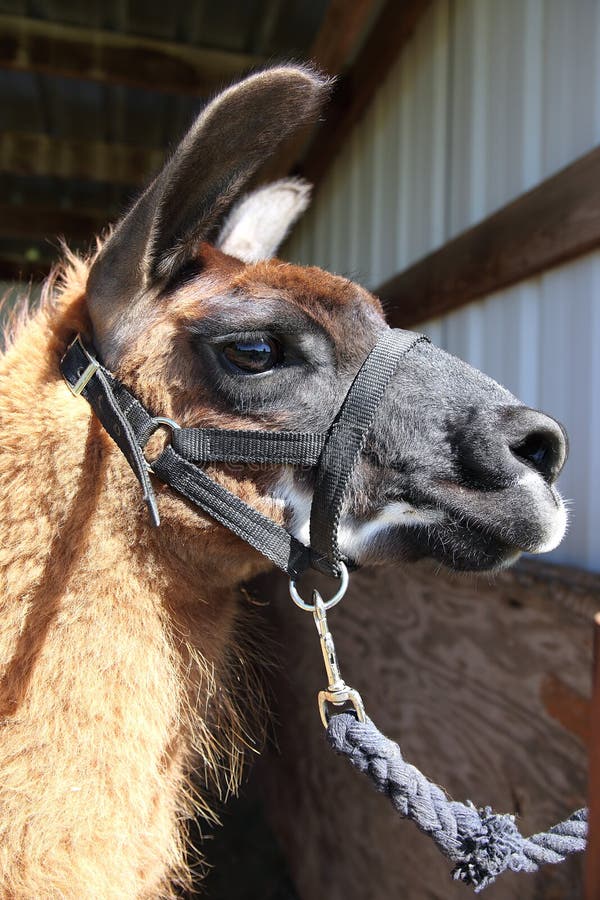 A Lama portrait. stock image. Image of environment, south - 20263943