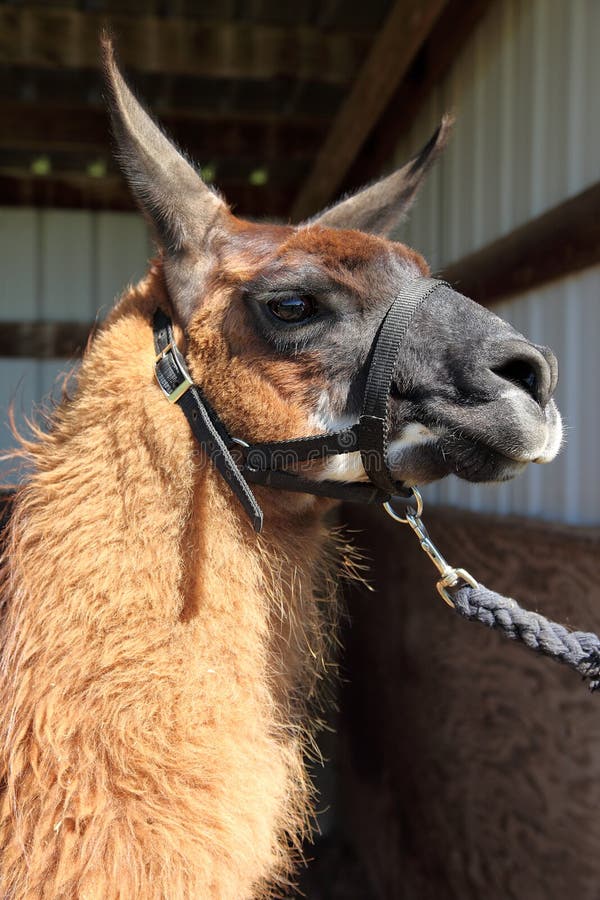A Lama portrait. stock photo. Image of outdoors, breeding - 20263992