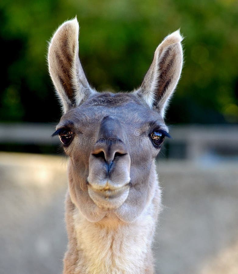 Lama portrait stock image. Image of eyes, portrait, animals - 54501117
