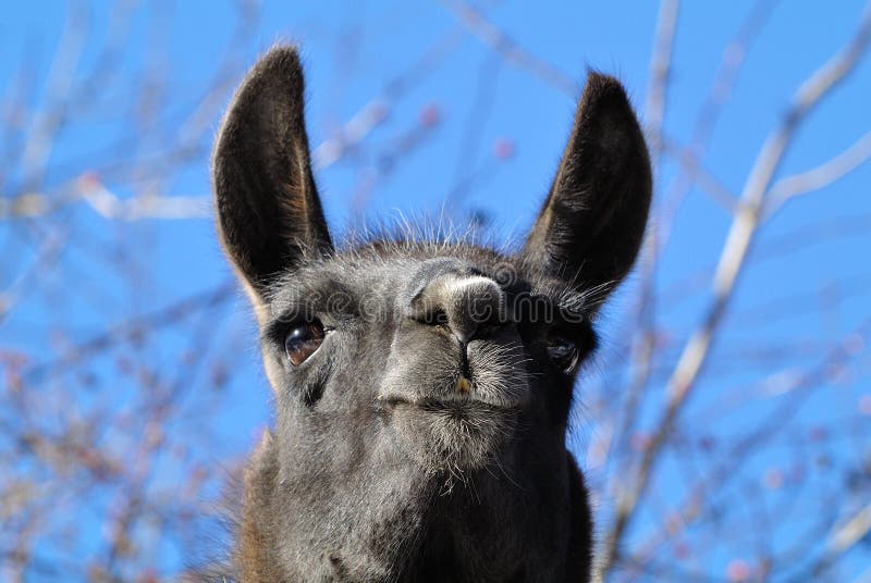 Lama stock photo. Image of heads, eyes, head, nose, small - 89647112