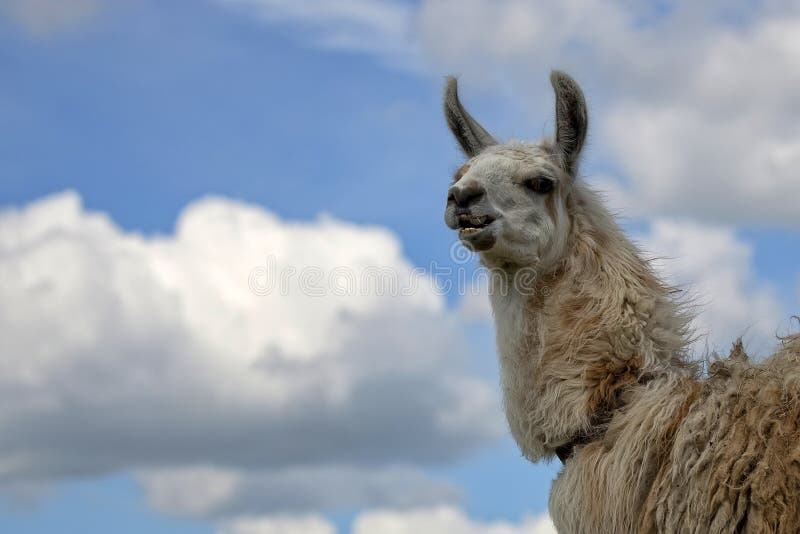 Lama, a portrait stock photo. Image of blue, alpaca, animal - 95065602