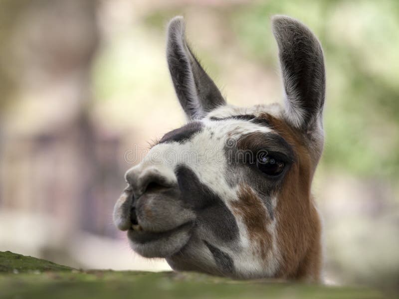 Lama stock image. Image of equador, ears, face, lama - 49102243