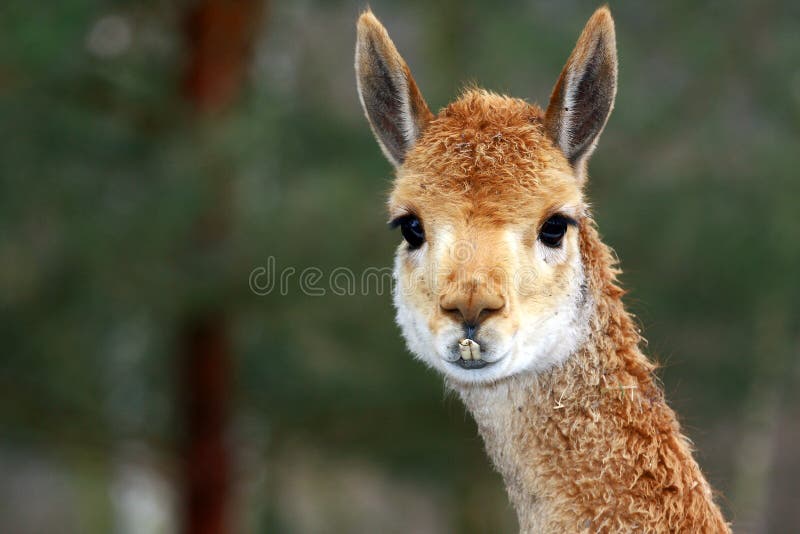 Lama stock image. Image of black, design, bird, furry - 30356745
