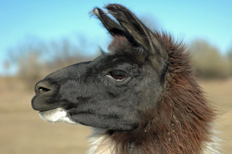 Lama-Profil stockbild. Bild von tier, lama, heck, wollen - 1493053