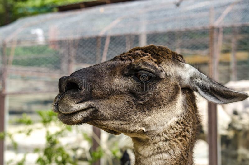 Lama Profile and Pyrenees Mountains Stock Image - Image of fauna, peak ...
