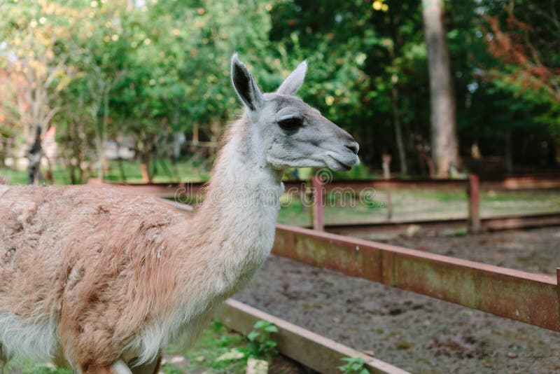 Lama Profile and Pyrenees Mountains Stock Image - Image of fauna, peak ...