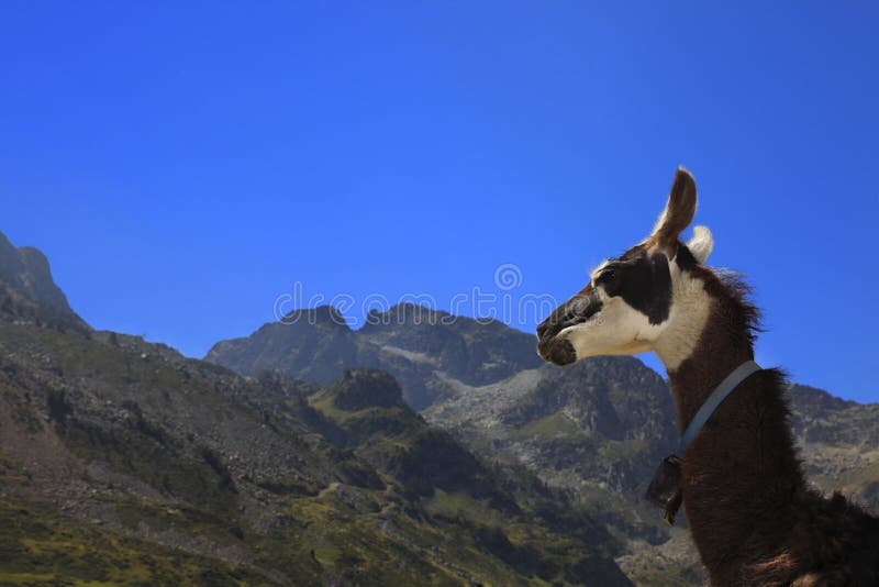 Lama Profile and Pyrenees Mountains Stock Image - Image of fauna, peak ...