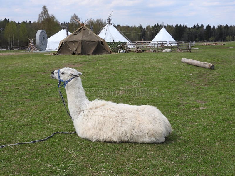 Lama Que Descansa Em Um Prado Verde E Que Come Em Um Dia Ensolarado ...