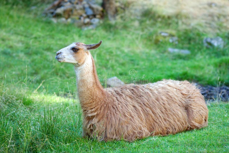 A Lama is Resting on a Green Field Stock Image - Image of looking ...