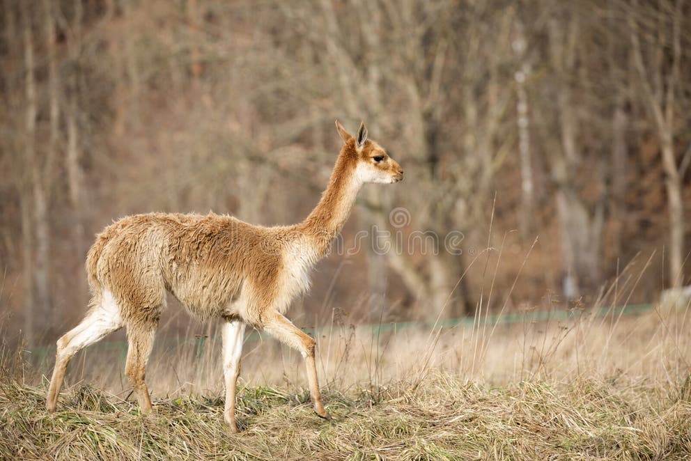 Lama in the run stock image. Image of forest, mammal - 240787429