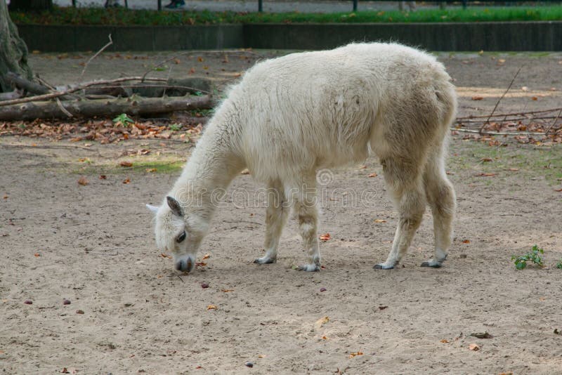 Lama stock photo. Image of detail, close, lama, food - 46193038