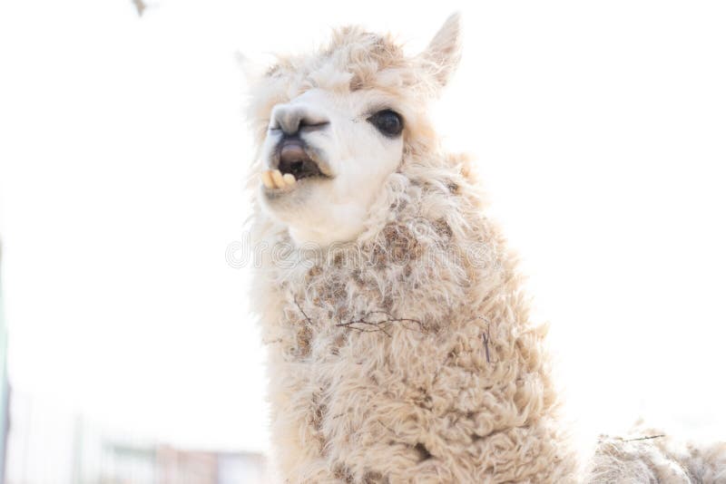 Lama genus stock image. Image of value, alpacas, spanish - 142252377