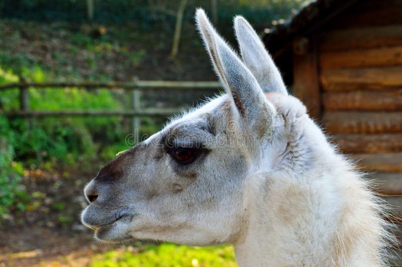 Sad Llama Stock Photos - Free & Royalty-Free Stock Photos from Dreamstime
