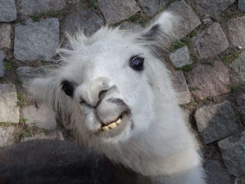 Lama stock photo. Image of portrait, animal, stones, watching - 45661266