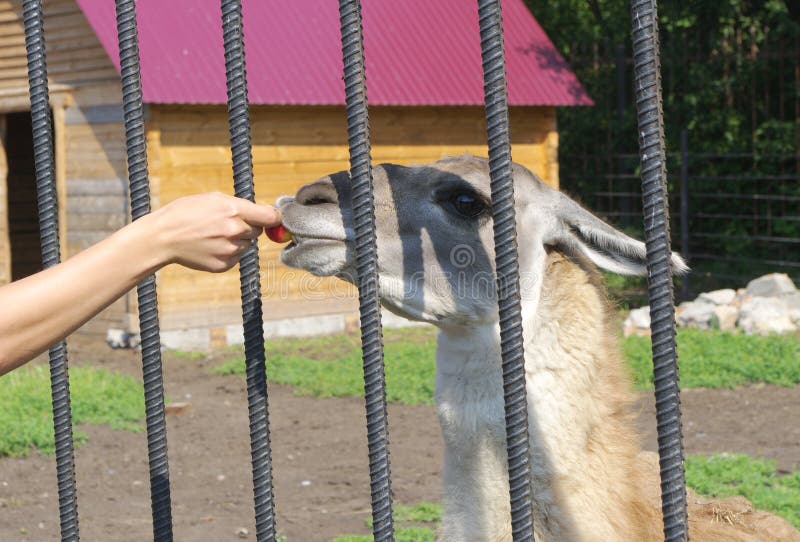 Lama takes food from hand stock photo. Image of enclosure - 23186398