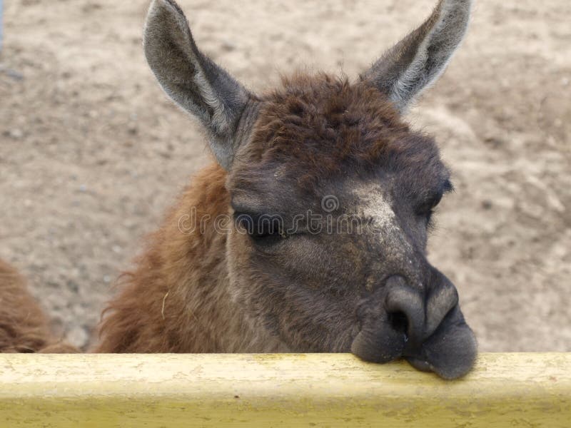 Lama thinks stock photo. Image of thinking, nature, polar - 79819594