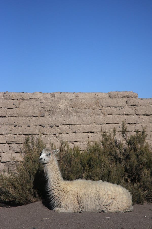 Lama und eine Wand stockbild. Bild von tier, amerika - 11076145