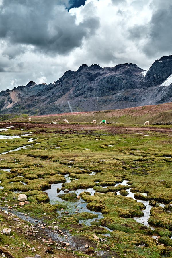 Lama in the Valley of the Peruvian Andes Stock Photo - Image of travel ...
